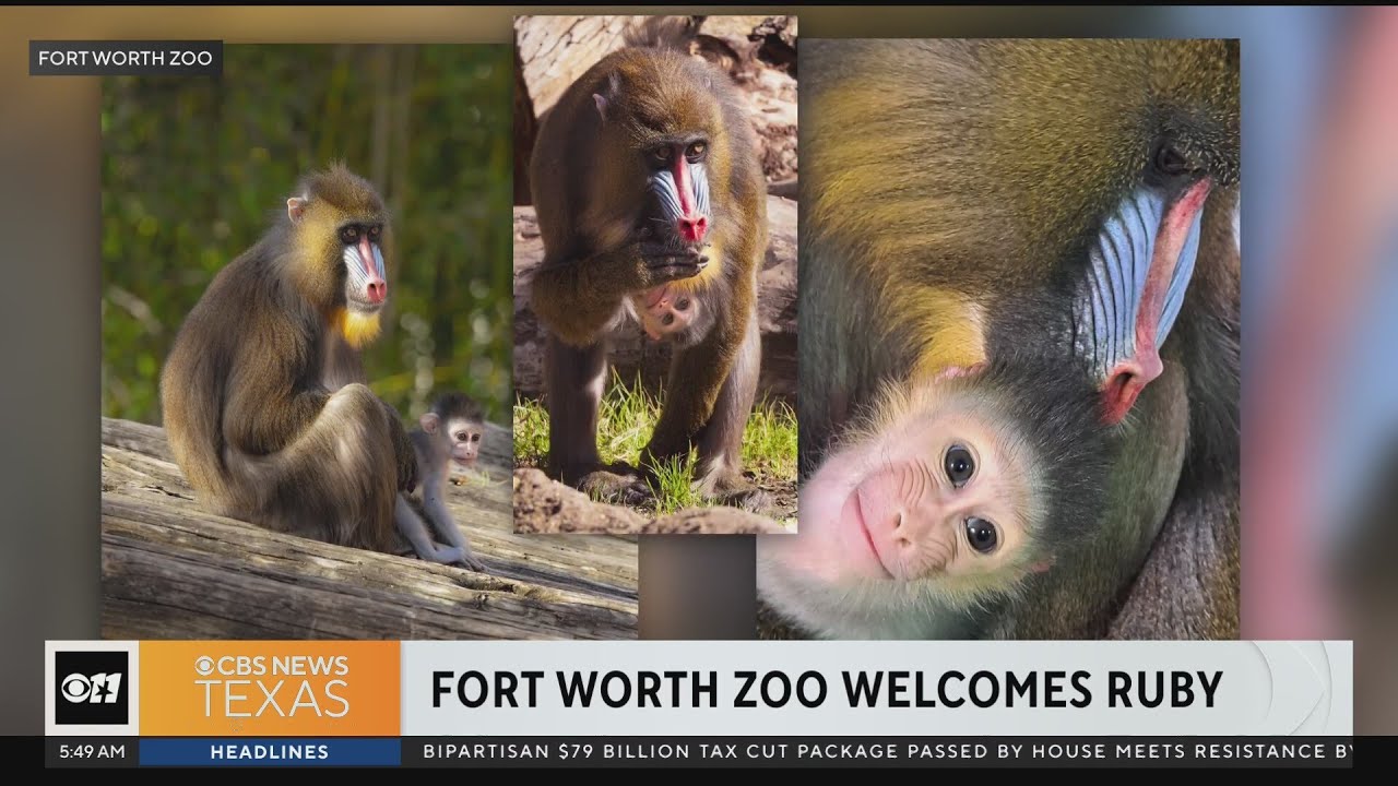 Fort Worth Zoo welcomes baby mandrill - YouTube
