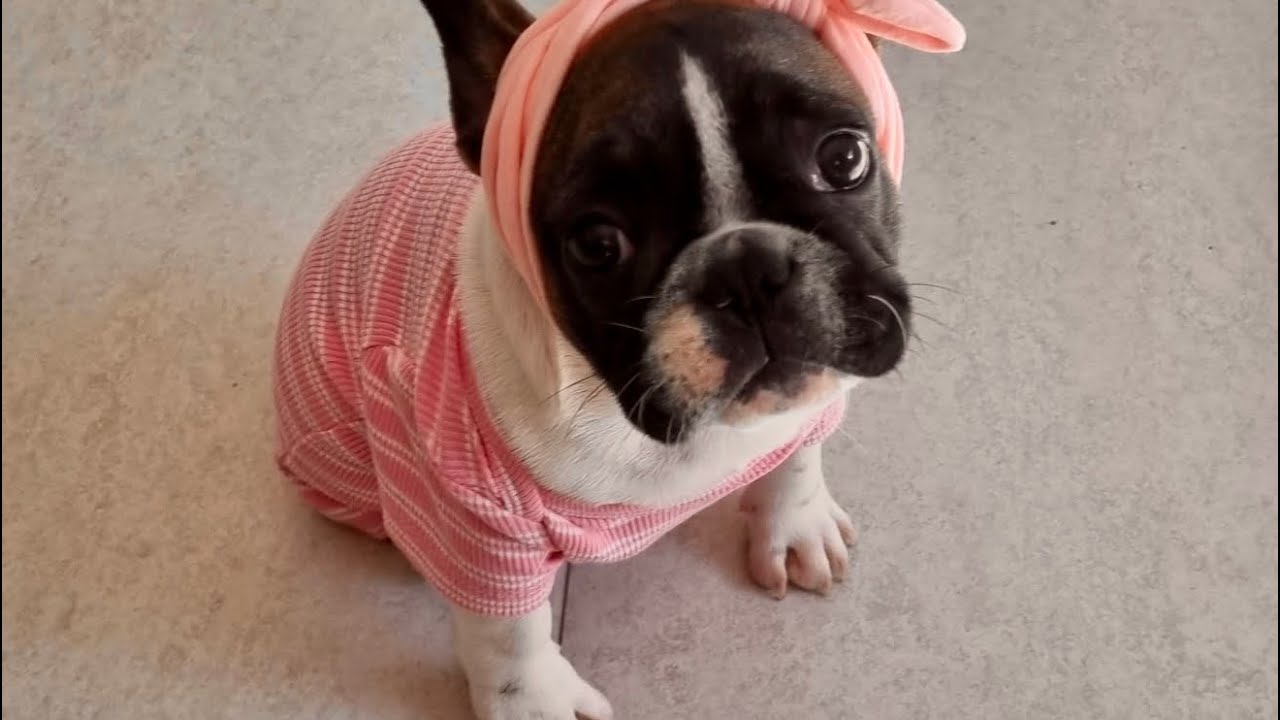 Smart little OCEANCREST French Bulldog pup Evie learning tricks - YouTube