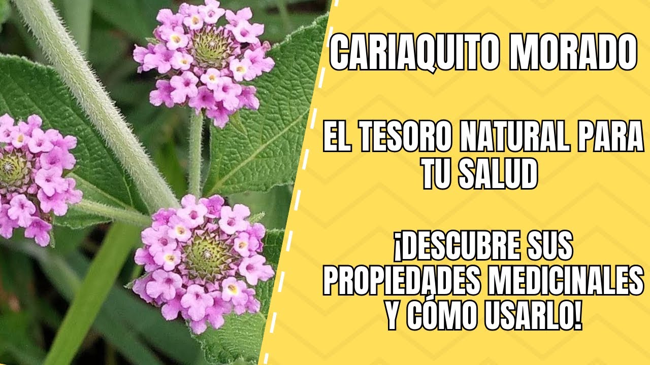 Cariaquito Morado: Aprende a identificarlo y conoce sus propiedades ...