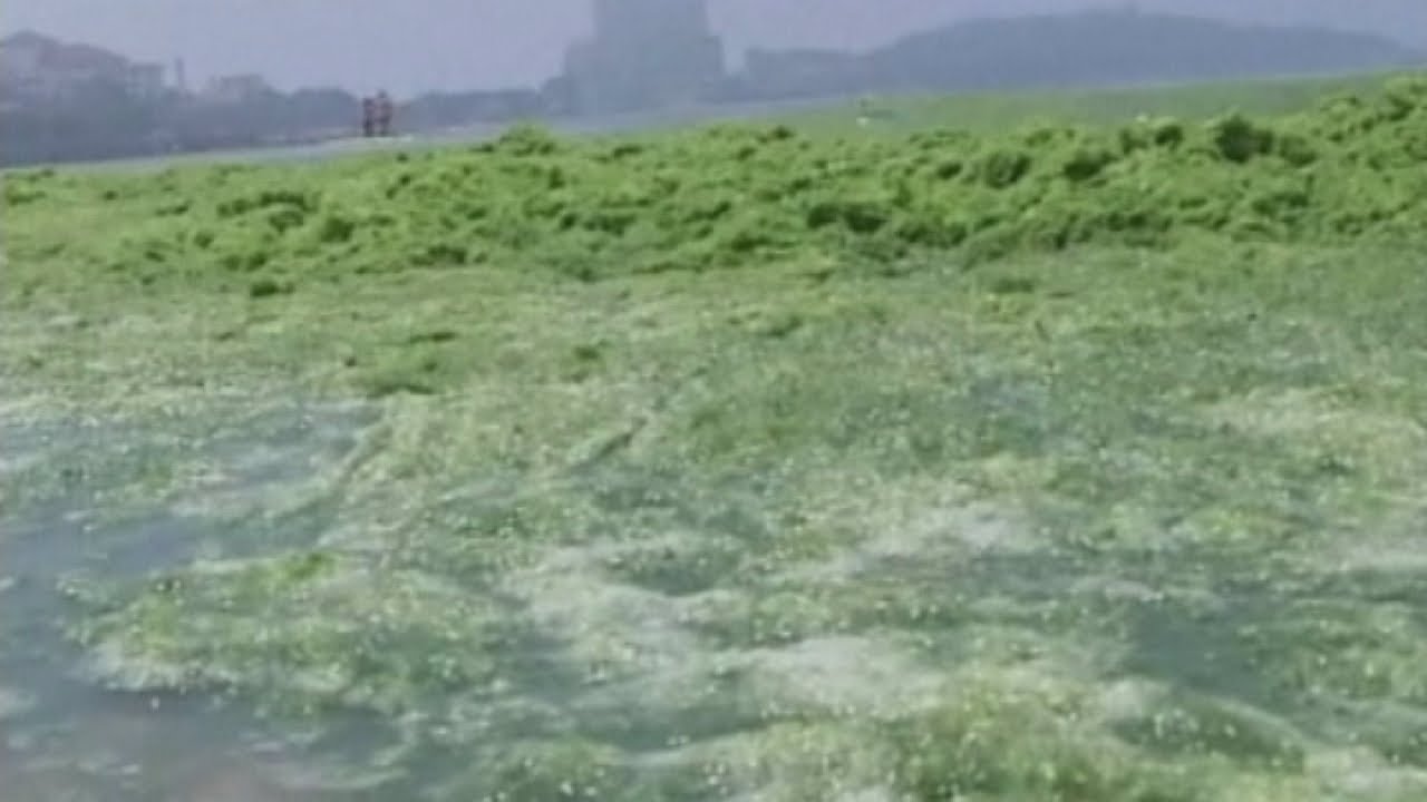 Miles of algae in Qingdao turns China sea green - YouTube