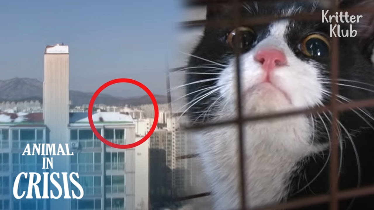 "Help…" Cat's A Second Before Falling Off Slippery Rooftop | Animal in ...
