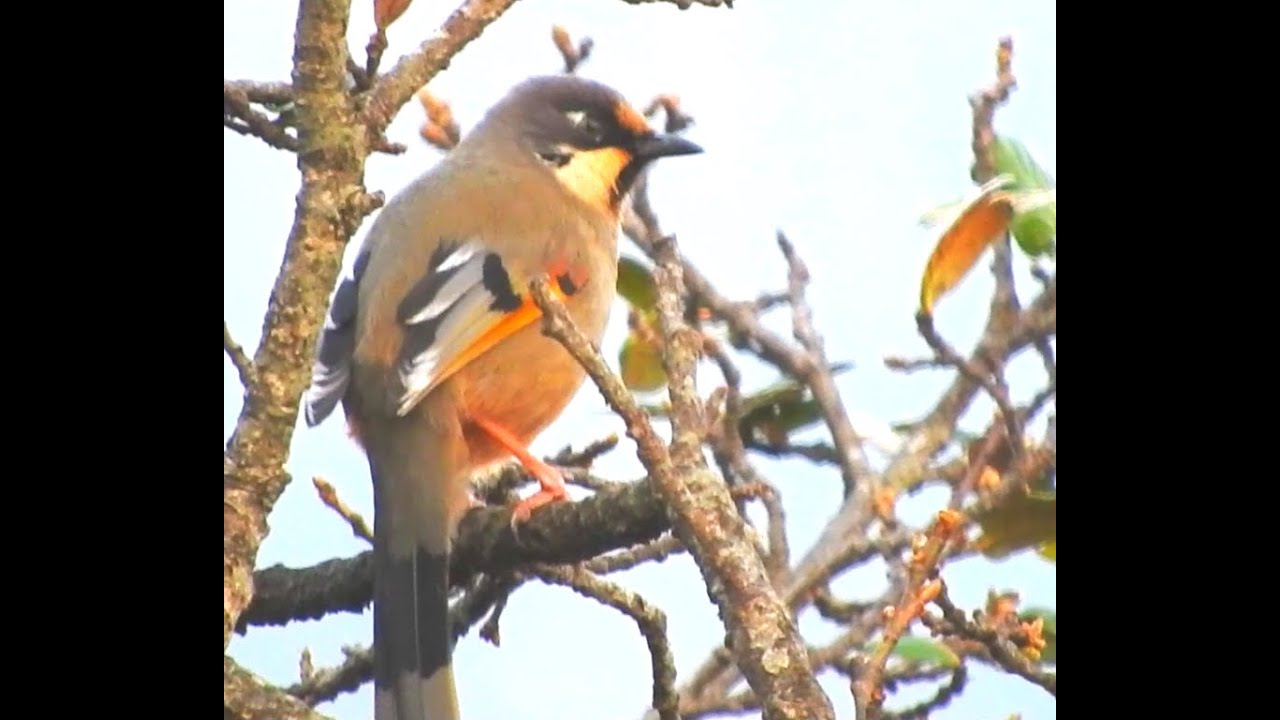 Variegated Laughingthrush Bird Video - YouTube