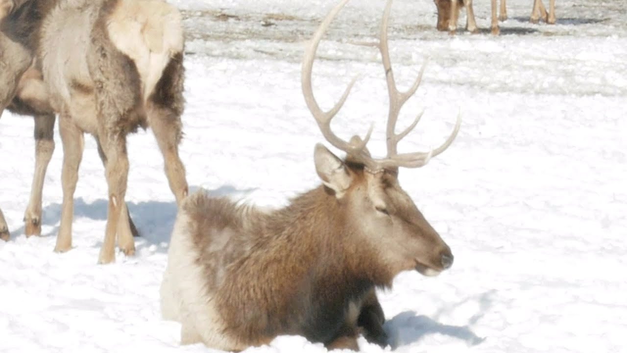Visit Hardware Ranch For Elk-Viewing Season - Uniquely Utah - YouTube