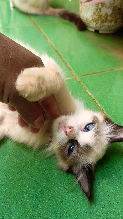 Manjaaa yeyy💗 #cat #anabul #catlover #kucing #animals #pets #kitten # ...