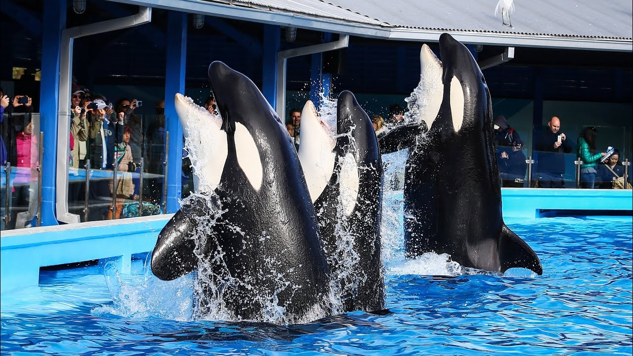 Orca Encounter at Seaworld Orlando - YouTube
