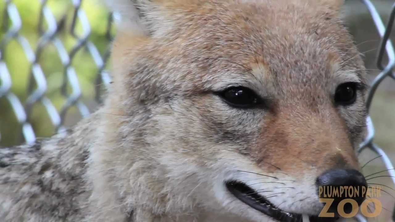 Black Backed Jackals - NEW! At Plumpton Park Zoo - YouTube