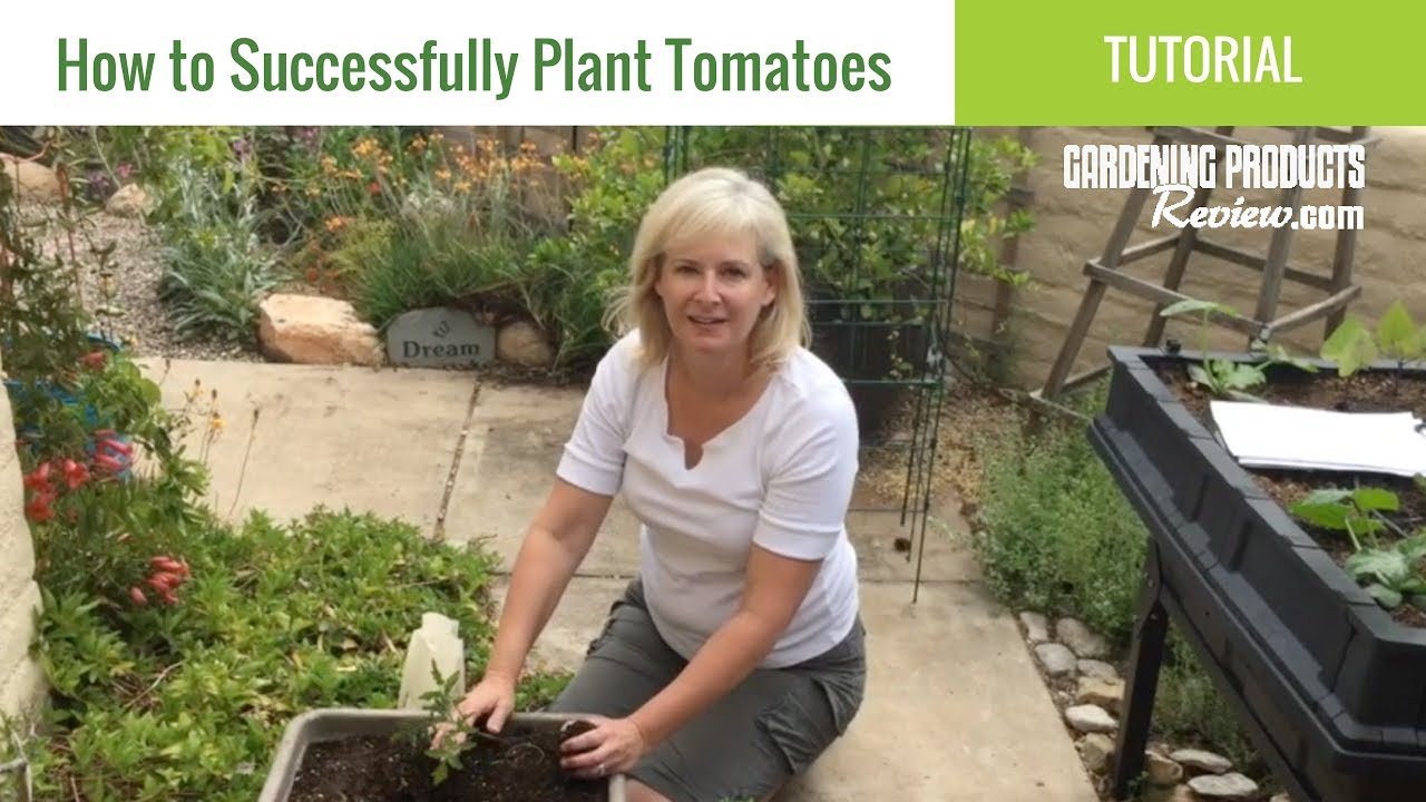 How to Plant Tomatoes to Maximize Production | Grow More Tomatoes - YouTube
