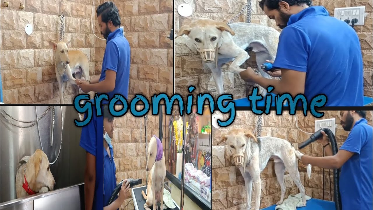 grooming time#dog#pets #sourshy #video - YouTube
