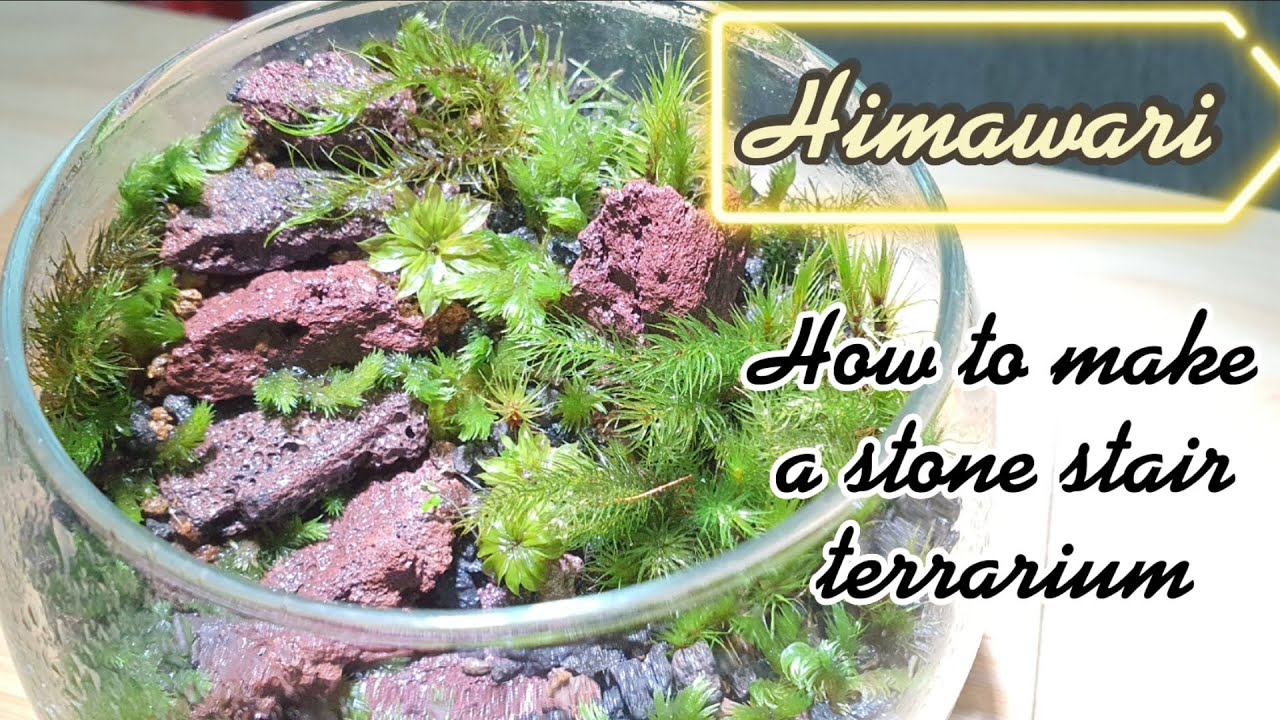 How to make a moss terrarium with stair stone #2 | Hướng dẫn tạo 1 tiểu ...
