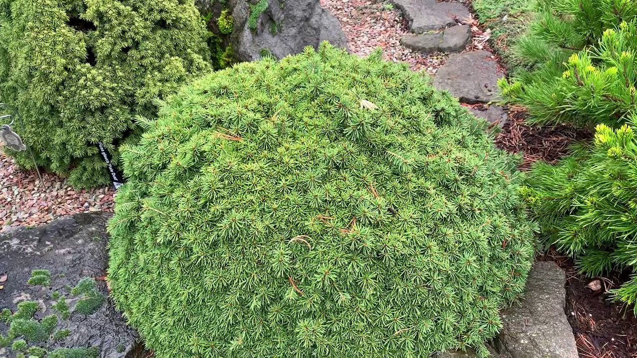 Beautiful Display of Rare Conifers January 31, 2020 - YouTube