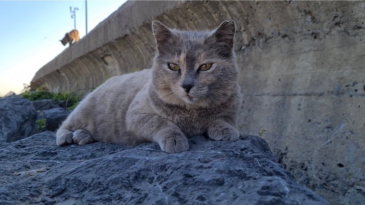 Cute Homeless Stray Cat has many beautiful patterns. - YouTube