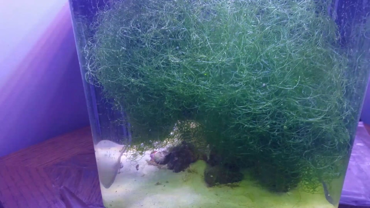 Reef update with hang on chaeto box after 1 month - YouTube