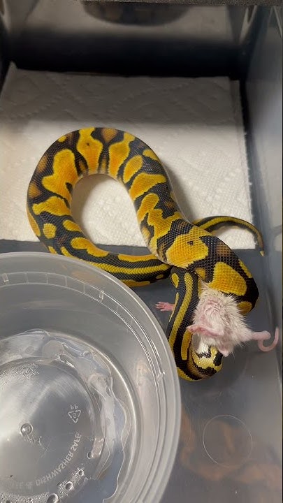 Super od enchi calico het pied grabbing lunch!!! #livefeeding # ...