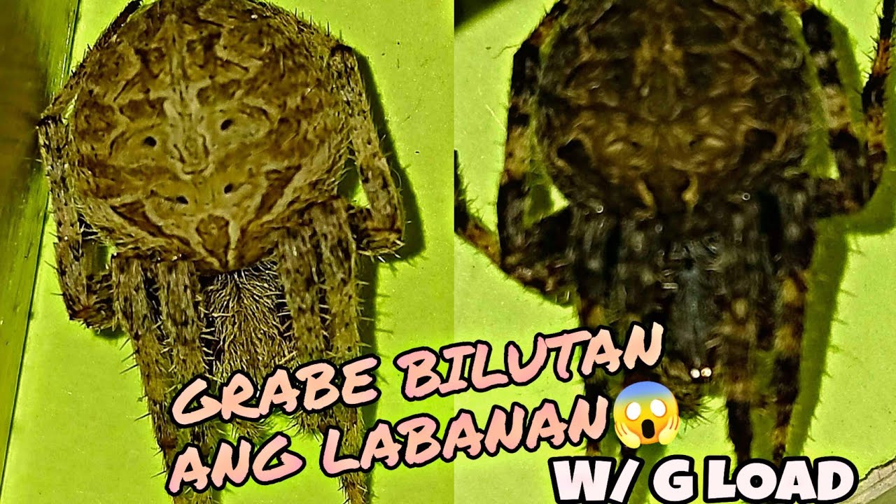 TAGALOG VS TAGALOG W/ G LOAD - YouTube