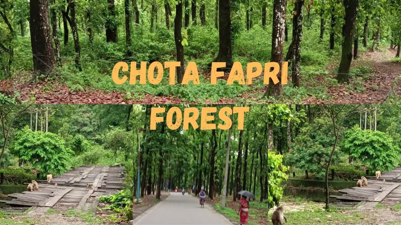 CHOTA FAPRI FOREST VLOG 2023/SILIGURI/ BAIKUNTHAPUR FOREST CHOTA FAPRI SILIGURI 2023/SUNDAY ...