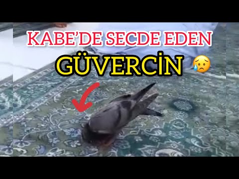 MEKKE KABE ‘De secde eden güvercin 🥺SÜBHANALLAH 😢😢