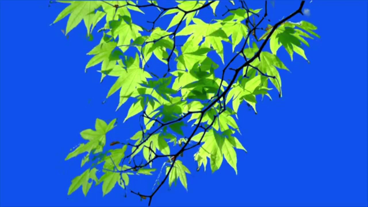 Blue screen green plants Animation effects Free Download - YouTube