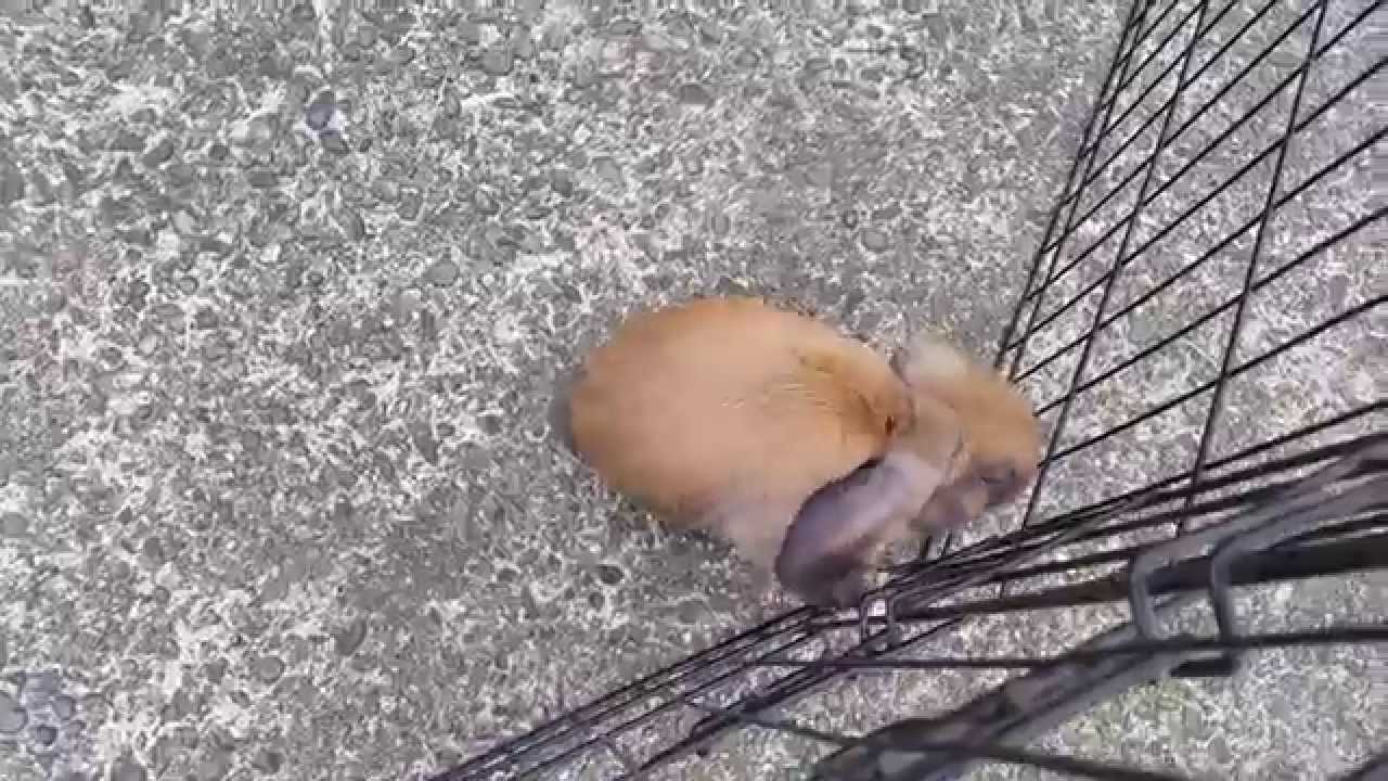 Black Tort Holland Lop Rabbit - YouTube