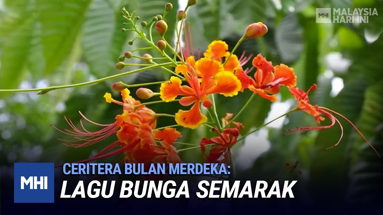 Ceritera Bulan Merdeka: Lagu Bunga Semarak | MHI (5 Ogos 2020) - YouTube