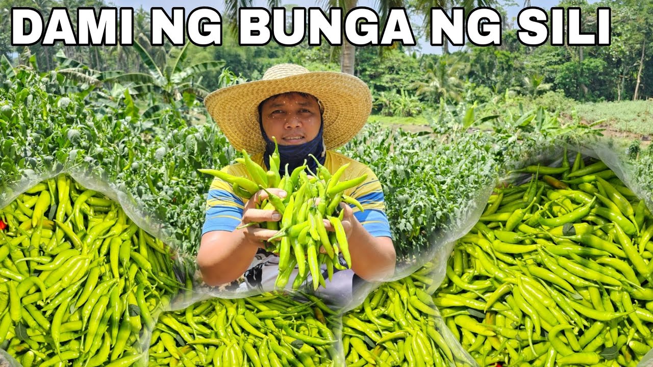 Dagsa na Bunga ng sili..Paano mag y pruning ng Talong - YouTube