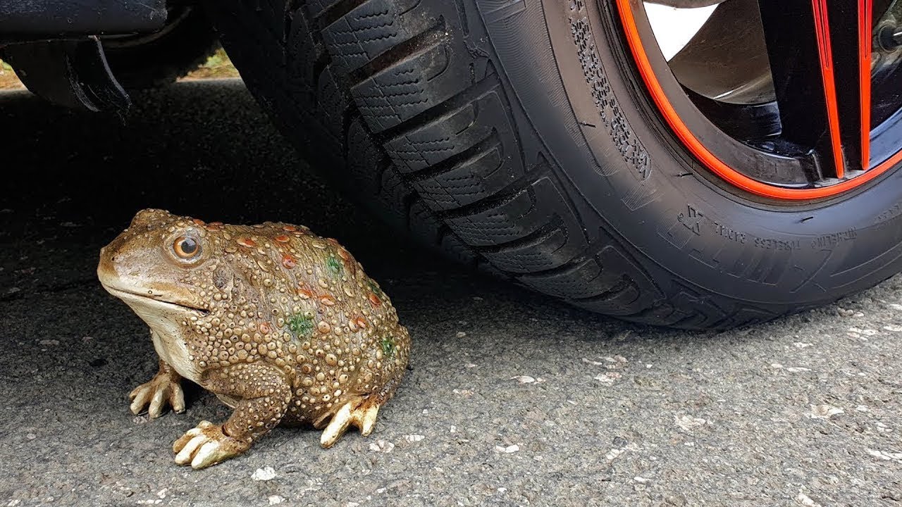Aplastando Cosas Crujientes y Suaves! rana mugidora VS Rueda de Coche ...