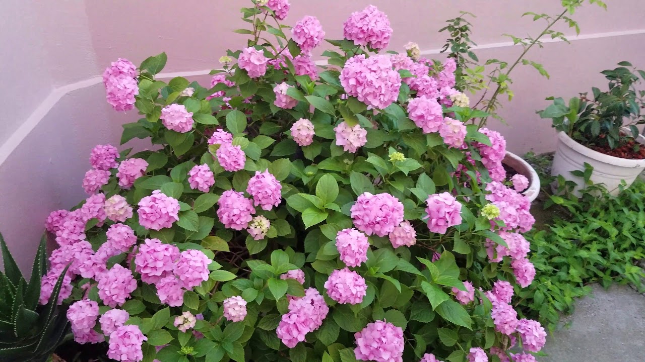 Lulebore, qershor 2020 - YouTube