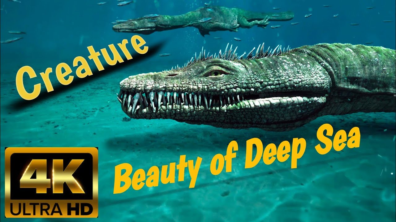 Sea Creatures 4k video ultra hd - YouTube