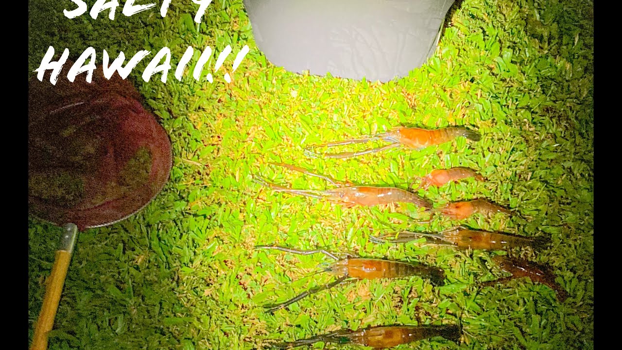 Crawfish and Prawn Catch & Cook… Hawaii Edition!! - YouTube