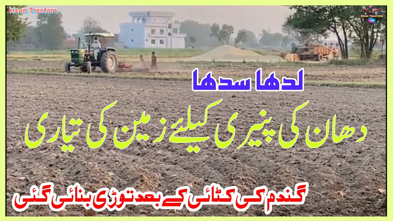 Wheat Crop Harvesting kay baad toori bi Bana li gai Aur Dhan paneri kay ...