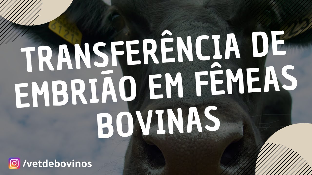 Transferência de Embrião em Fêmeas Bovinas #045 - YouTube