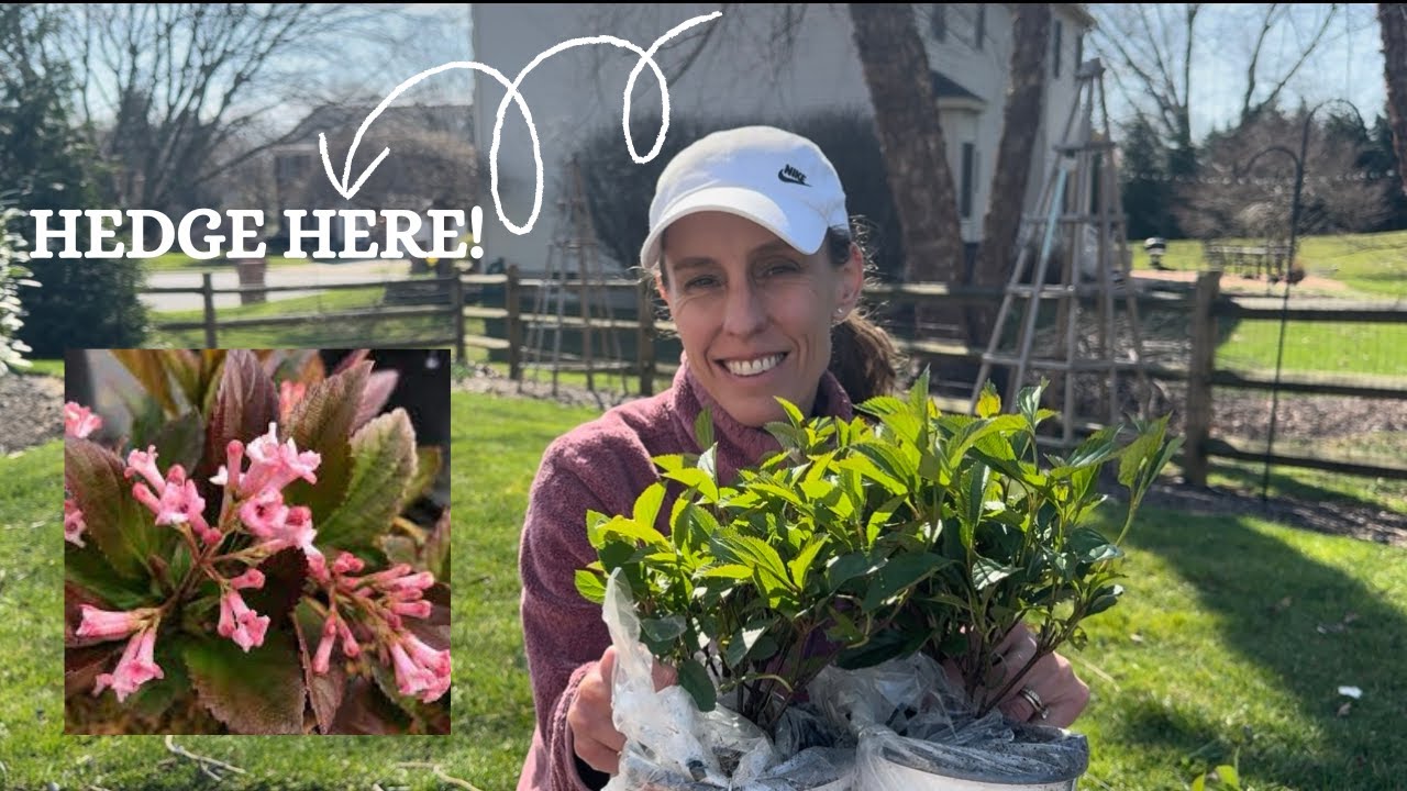 Planting A Corner Privacy Hedge With Sweet Talker Viburnum! My First ...