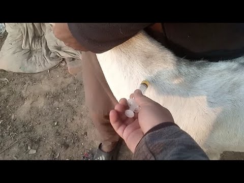 veterinary secrets to inject intramuscular injection in white goat ...