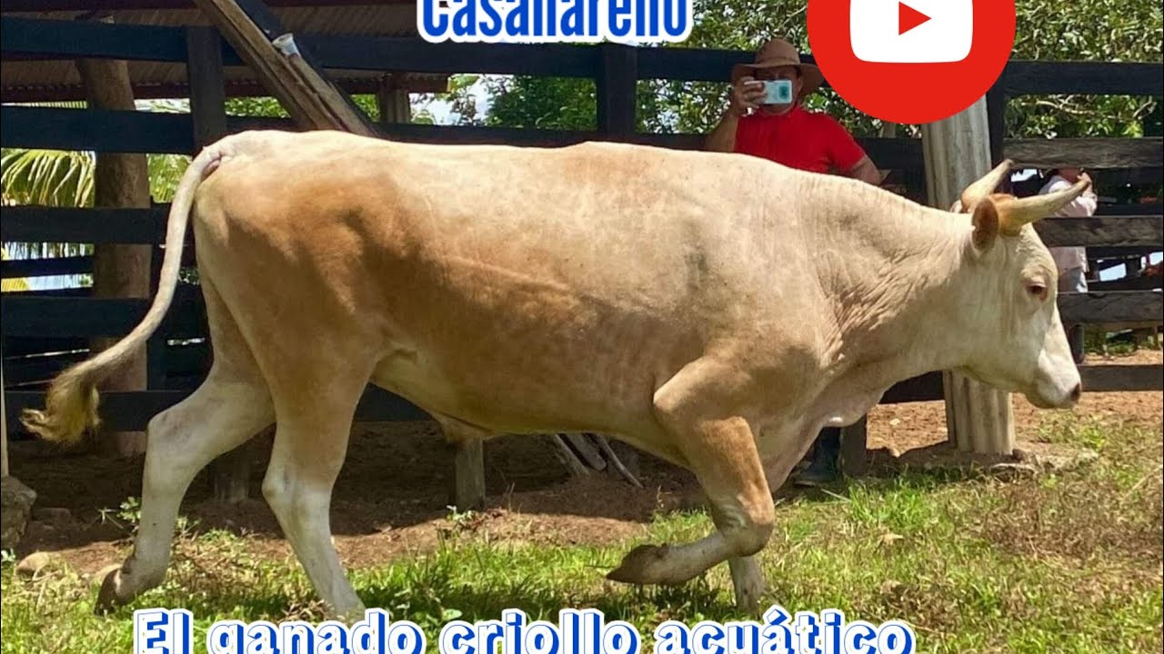 razas criollas Colombianas 🇨🇴 Casanareño ( parte 10) - YouTube