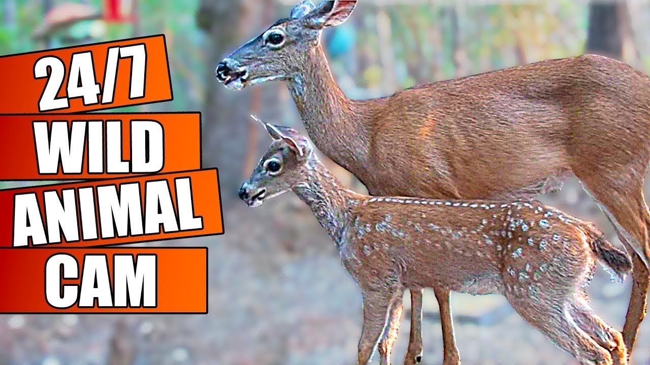 4K Live Animal Cam 🦌 [Deer, Raccoons, Turkeys, Squirrels] - YouTube