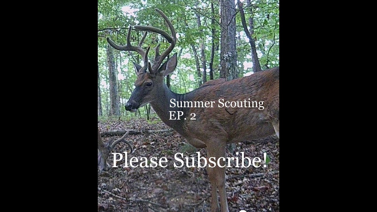 Suburban Deer Hunting Summer Scouting - YouTube