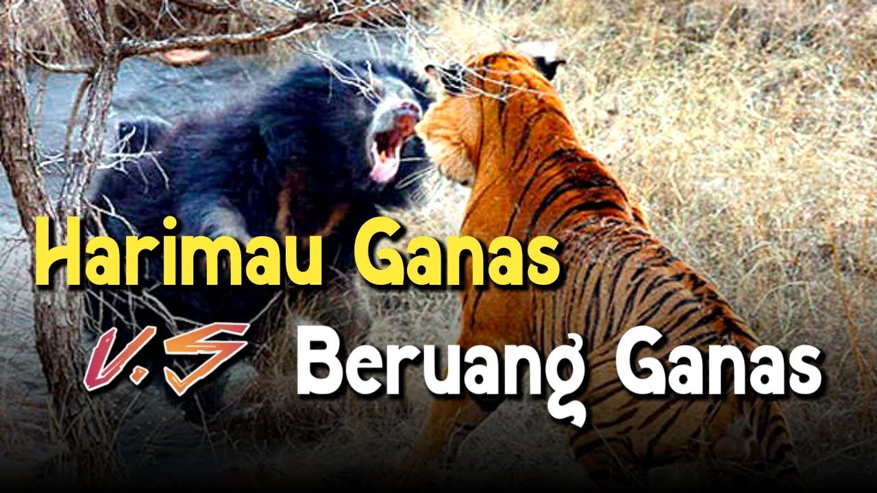 Harimau Ganas | Momen Paling Menakjubkan Dari Hewan Liar - YouTube