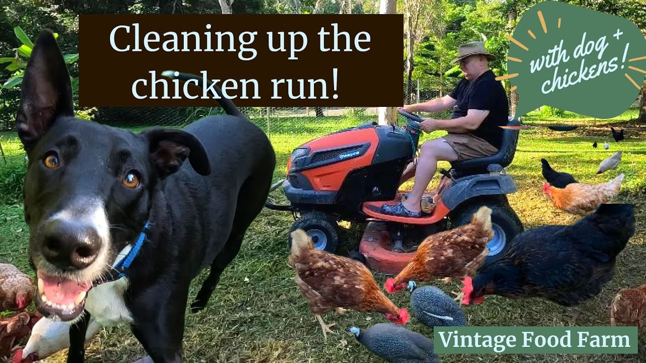Tim does a quick clean-up and mow of the chicken run 🤠🐔🐶 - YouTube