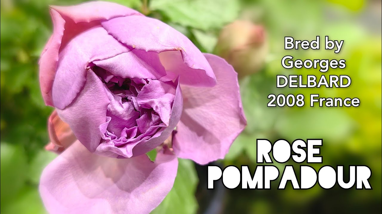 ROSE POMPADOUR ROSE plant by Georges DELBARD 2008 France バラ ローズ ポンパドゥール ...