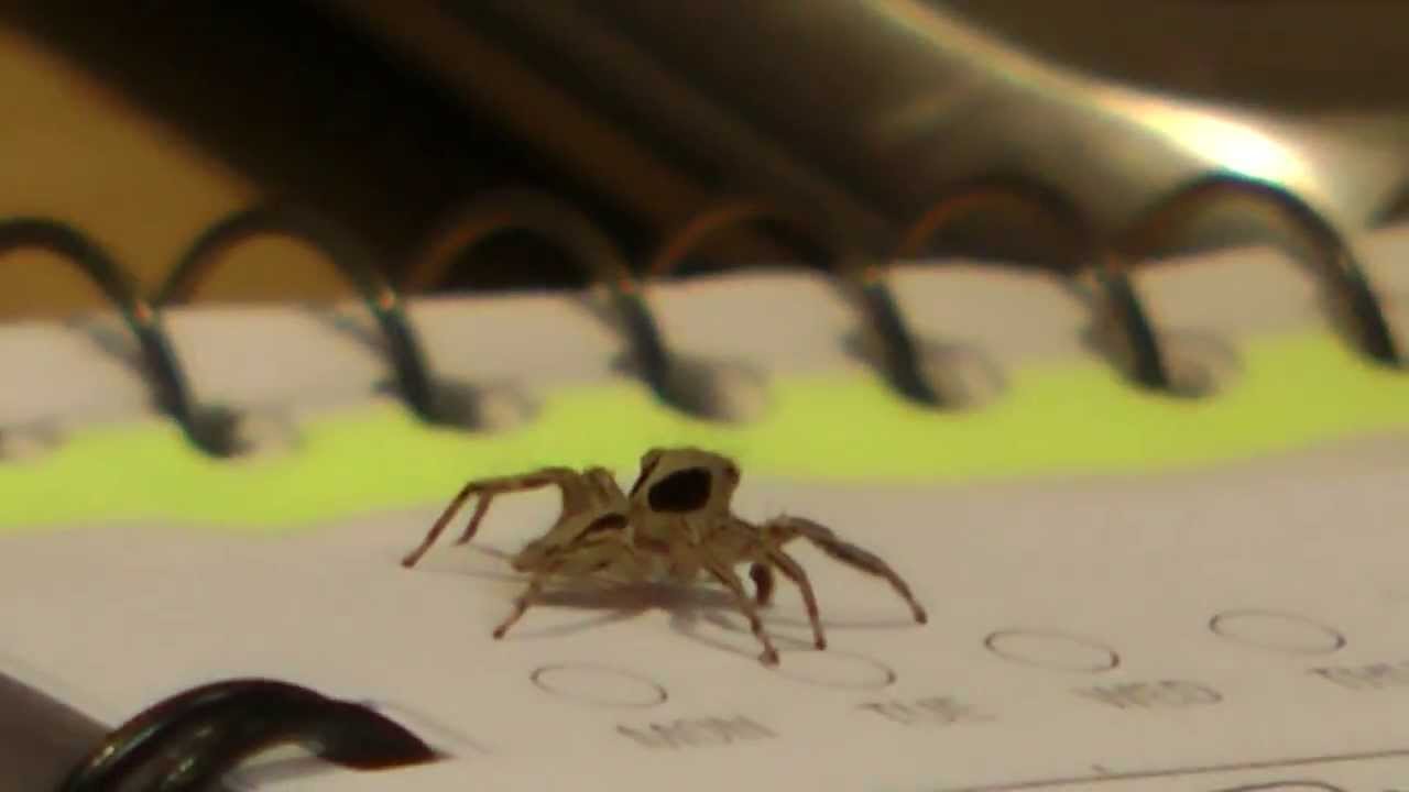 Anastasia's Amazing SUPER FAST Thai Jumping Spider - YouTube