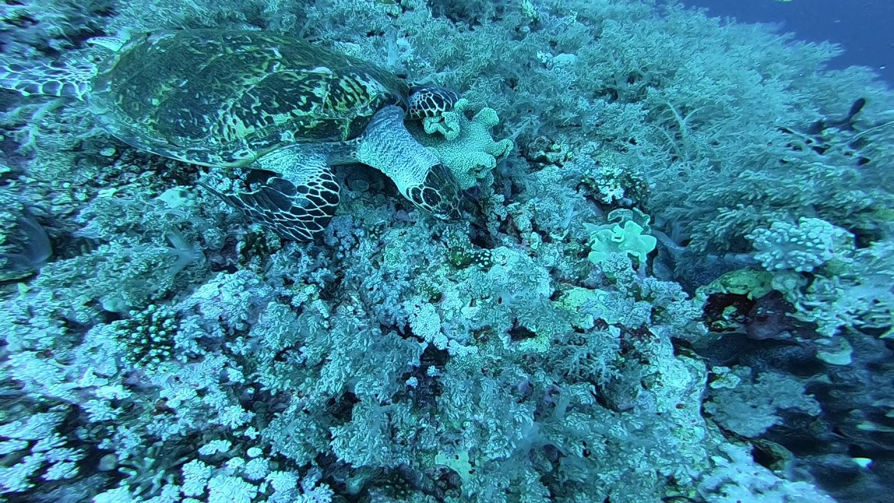 Elphinstone Reef Dive Site - YouTube