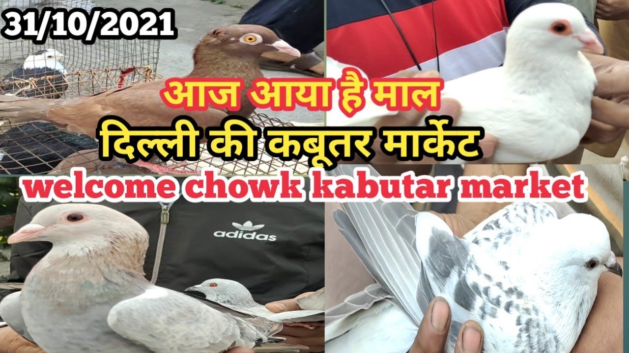 welcome chowk kabootar market l gole kabootar fancy kabootar l madrasi ...