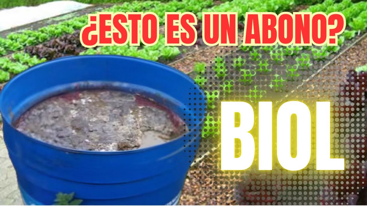 ¿BIOL Funciona como Abono Orgánico Líquido? ¡Descúbrelo! - YouTube