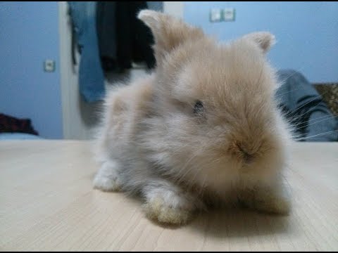 Yavru Tavşan Keşifte - [HD]