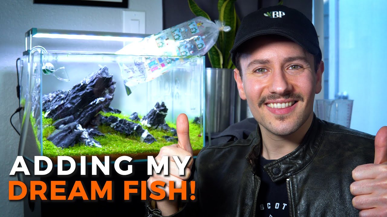 My New Favorite Schooling Aquarium Fish! - YouTube