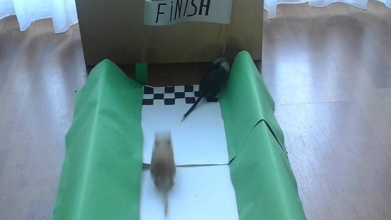 Gerbil race - YouTube