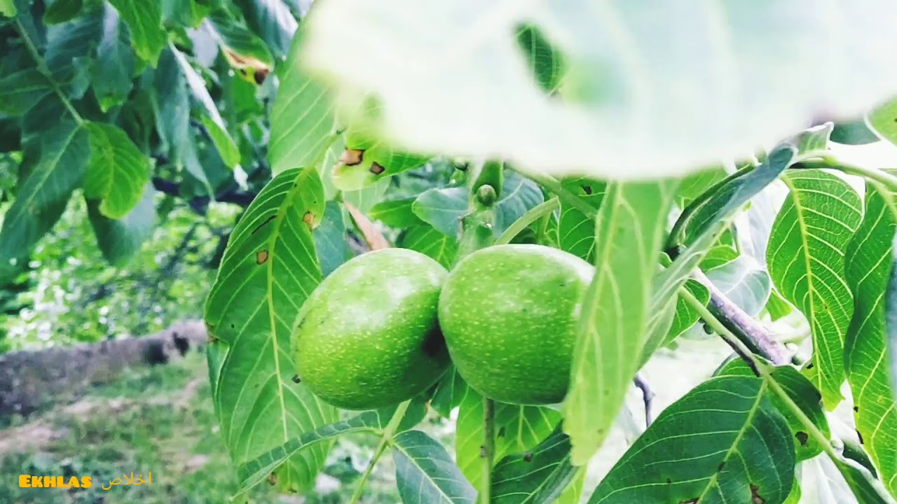 Kashmiri walnut blossom - YouTube