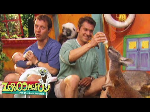 Cresce, Zoboo, Cresce | Zoboomafoo Português - WildBrain | Episódios Completos para Crianças