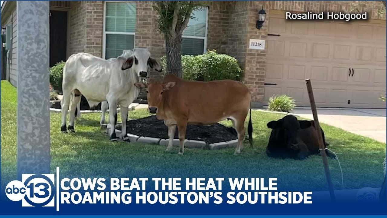 Cows beat the heat while roaming neighborhood on Houston's southside ...