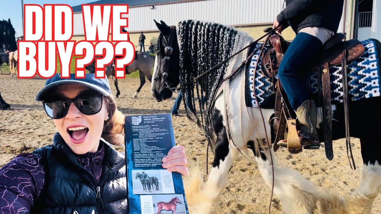 I'M ON A MISSION TO BUY AN AUCTION HORSE! Over 800 Horses At This Sale ...