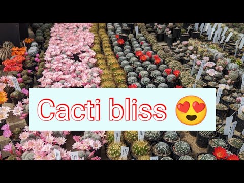 Visit to the biggest cacti nursery in the UK | Cactusland | Southfield ...